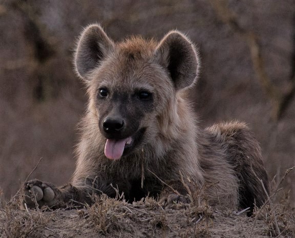 About – Humans and Hyenas Alliance